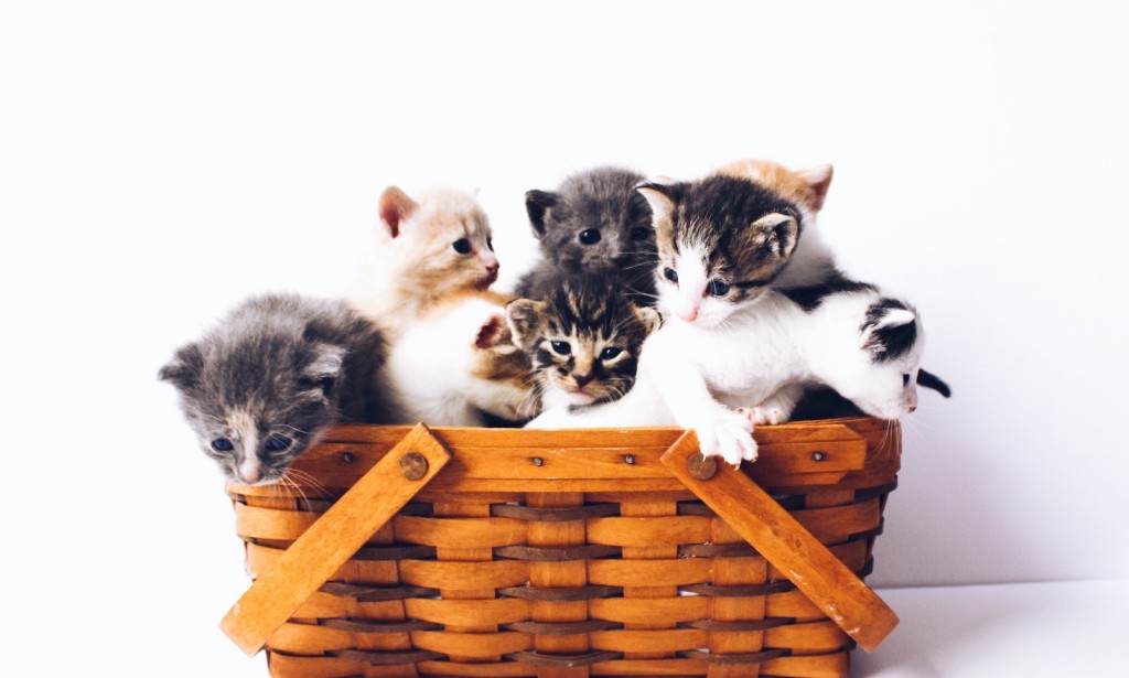 Top 11 Cat Skin Problems You Should Know Signs That Appear top-11-cat-skin-problems-you-should-know-signs-that-appear